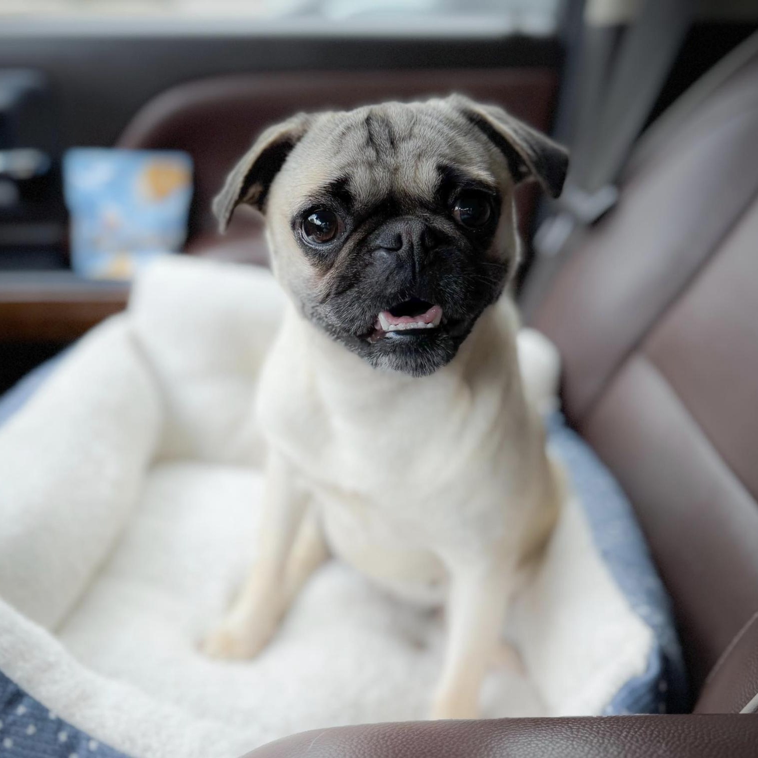 Dog for adoption - Pookie, a Pug in Rye, NY | Petfinder