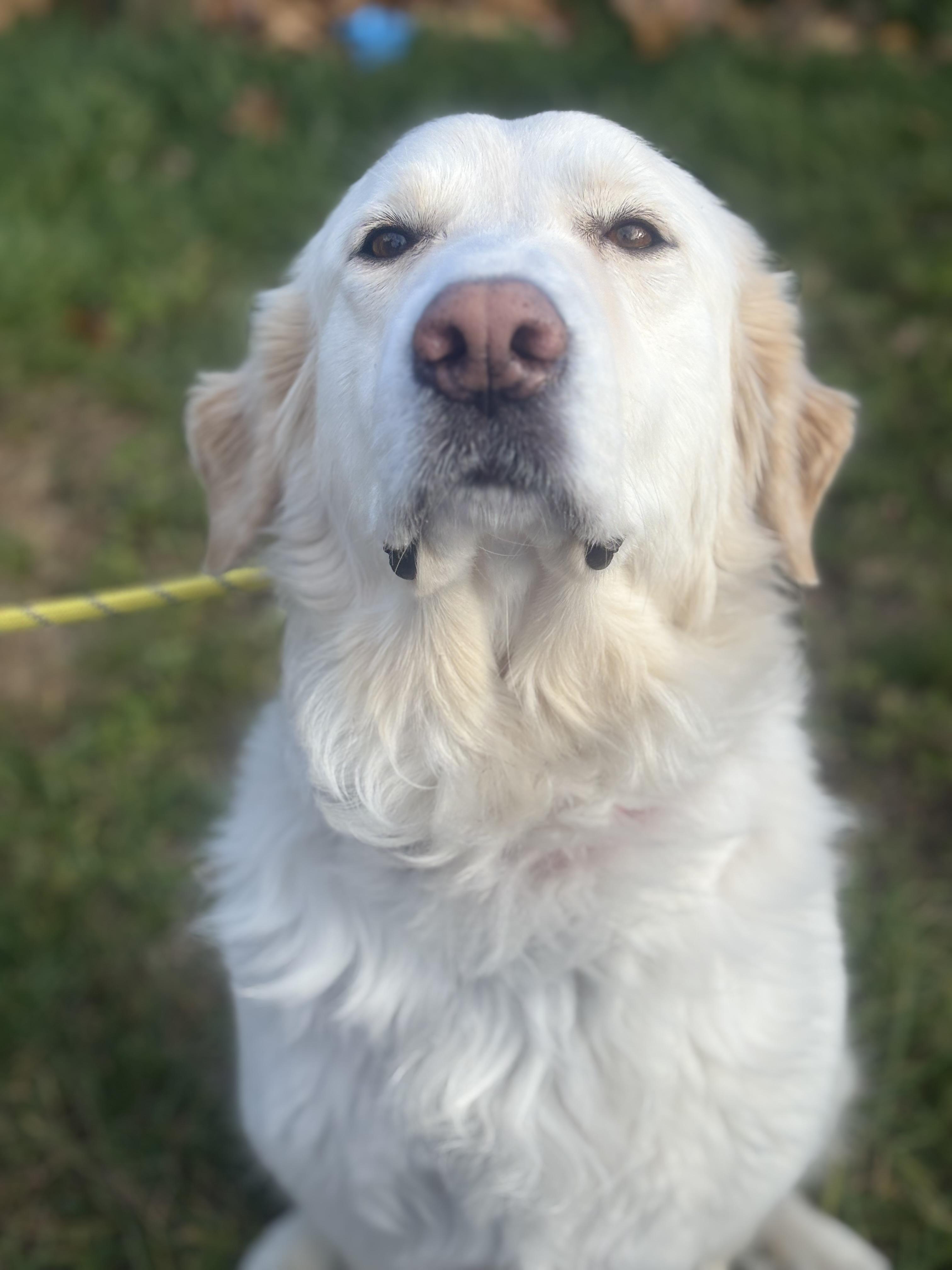 Dog for adoption - Sissy, a Great Pyrenees in Manahawkin, NJ | Petfinder
