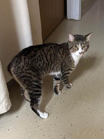 Cat for adoption - Barley, a Manx Mix in Little Falls, MN | Petfinder