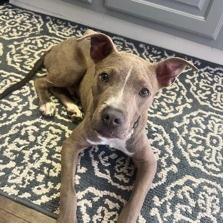 Dog for adoption - Oliver, a Mixed Breed in Raleigh, NC | Petfinder