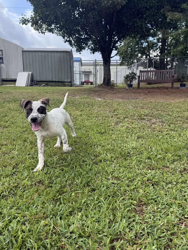 Dog for adoption - Squash, a Cattle Dog & Pointer Mix in Wilmington, NC ...