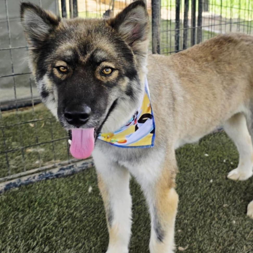 Dog for adoption - Asher JuM, a Keeshond & Husky Mix in Cheektowaga, NY ...