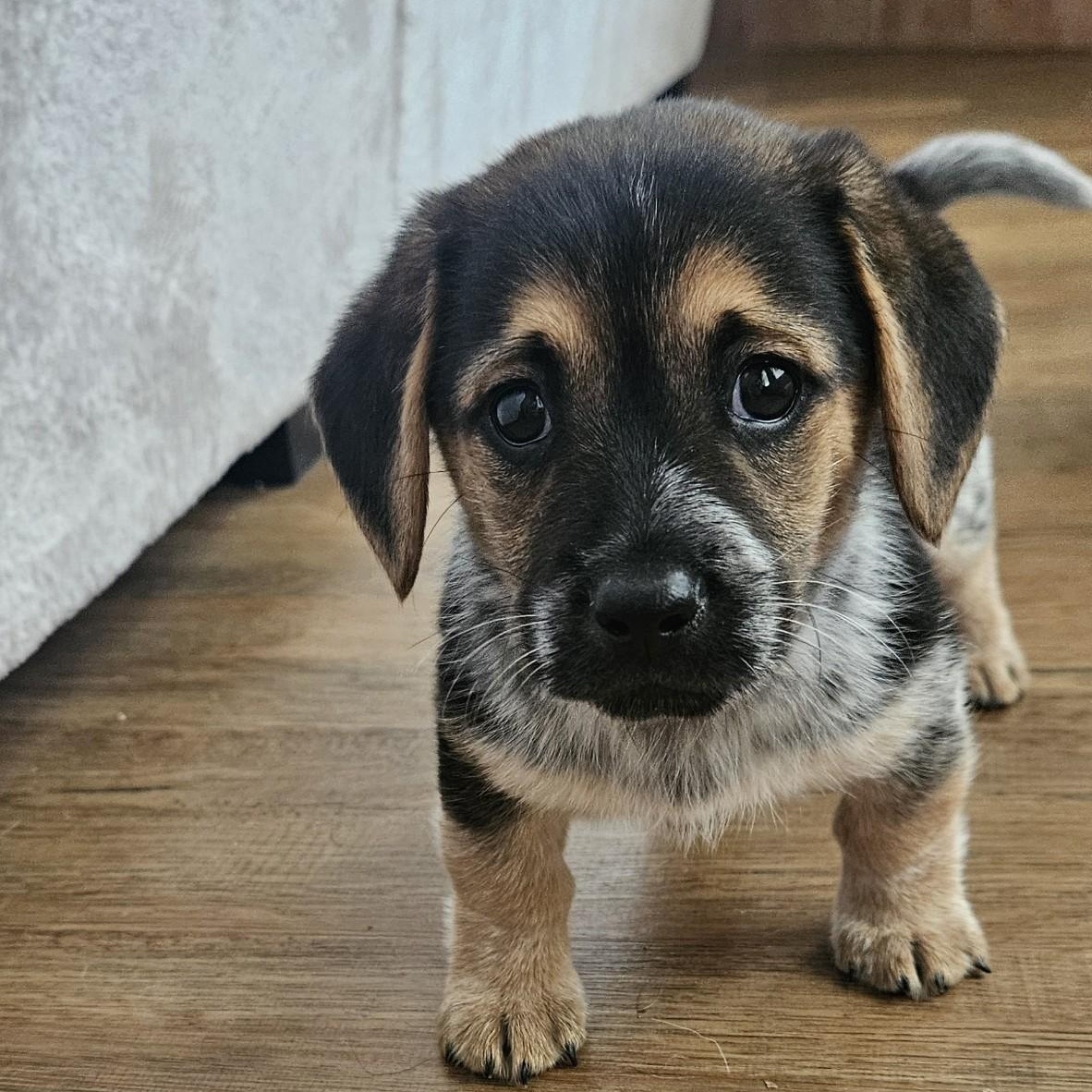 Dog for adoption - Rowdy, a Hound & Beagle Mix in Pflugerville, TX ...