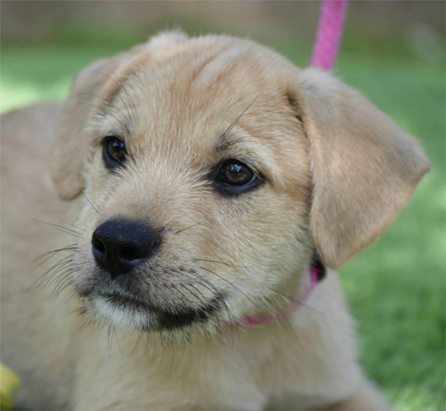 Dog for adoption - Eros, a Puggle & Border Terrier Mix in Burnsville ...