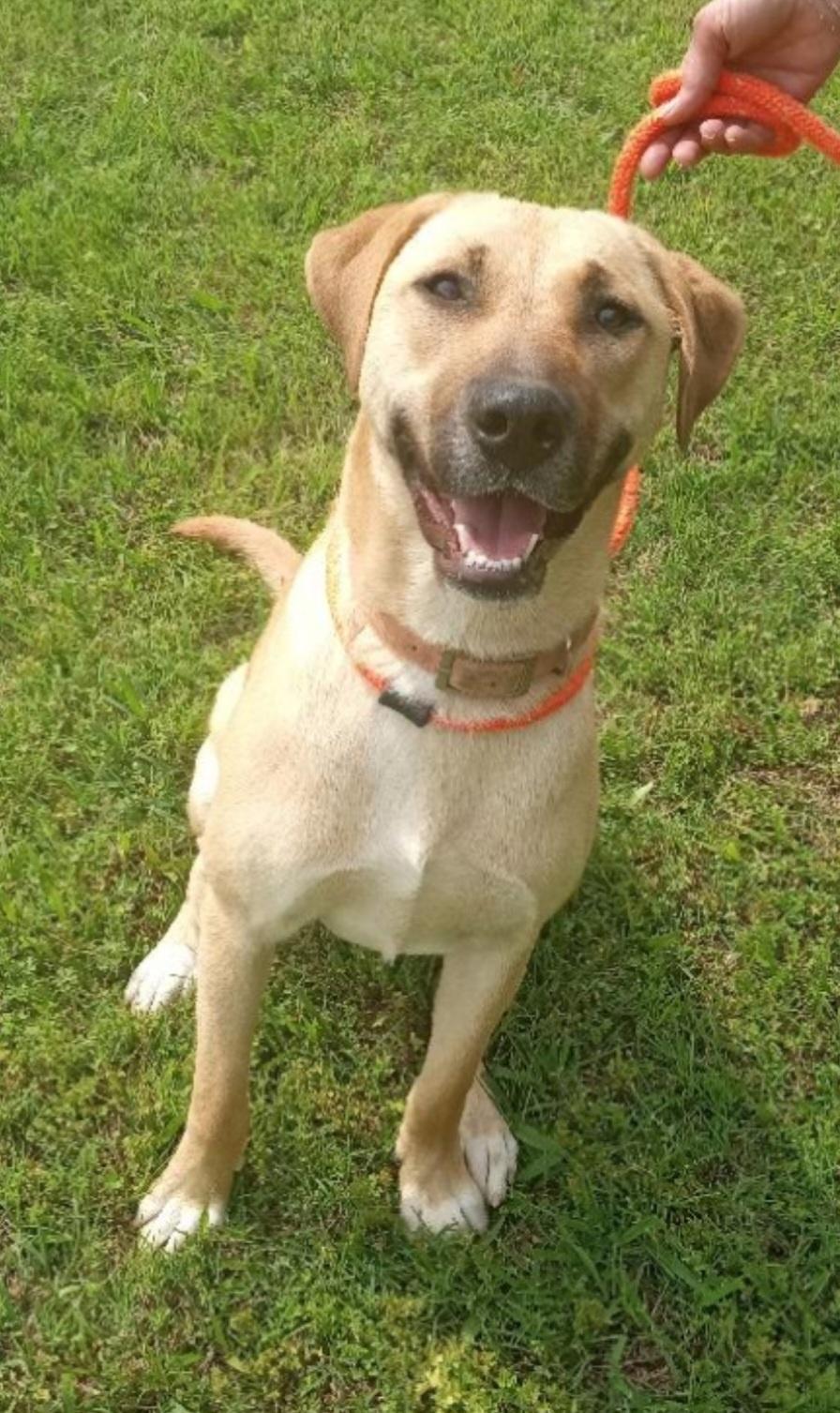 Dog for adoption - Nala, a Labrador Retriever & Golden Retriever Mix in ...