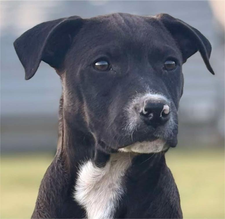 Dog for adoption - Slim, a Labrador Retriever & Catahoula Leopard Dog ...