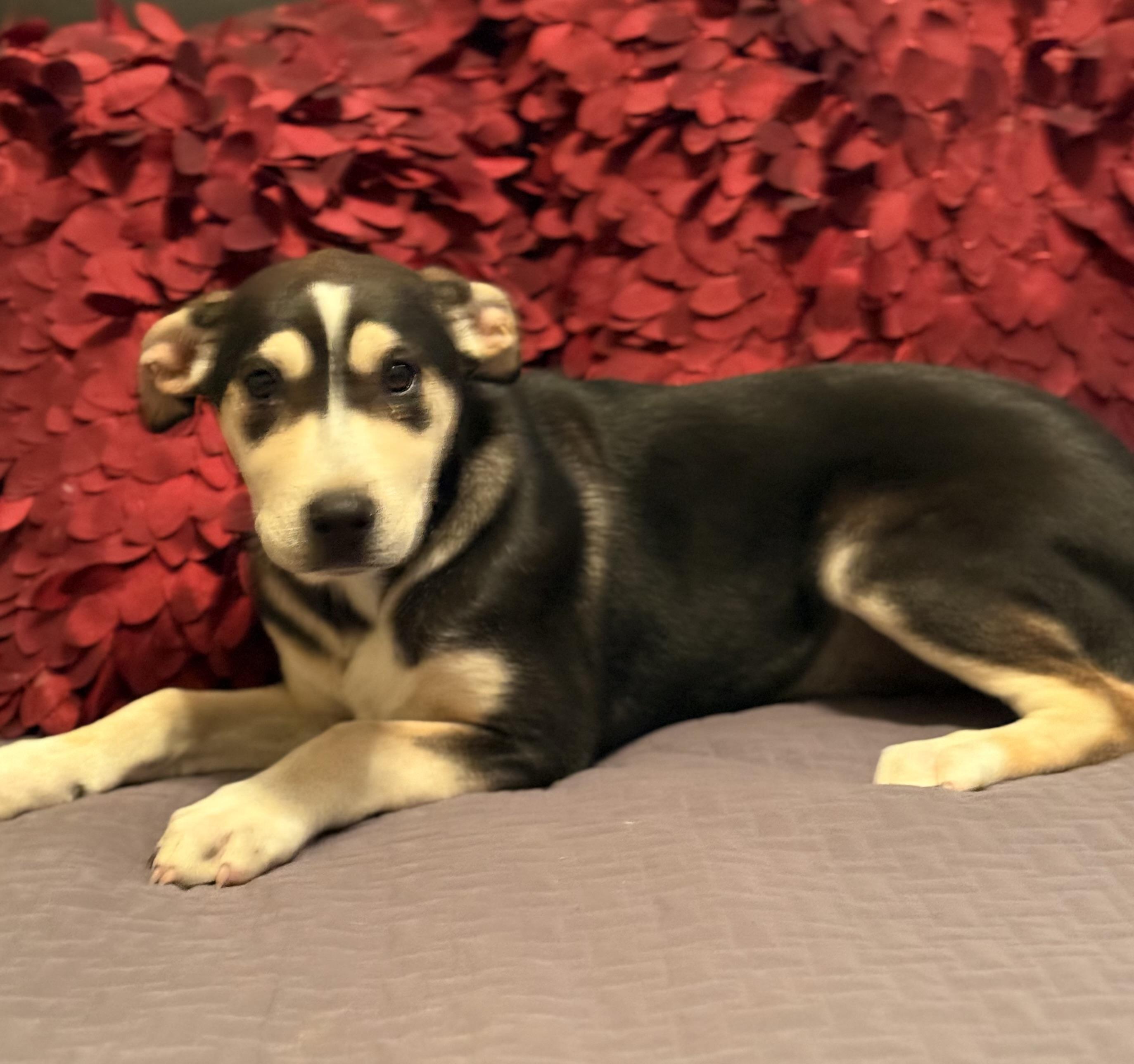 Dog for adoption - Mila Sponsored $150, a Black and Tan Coonhound ...