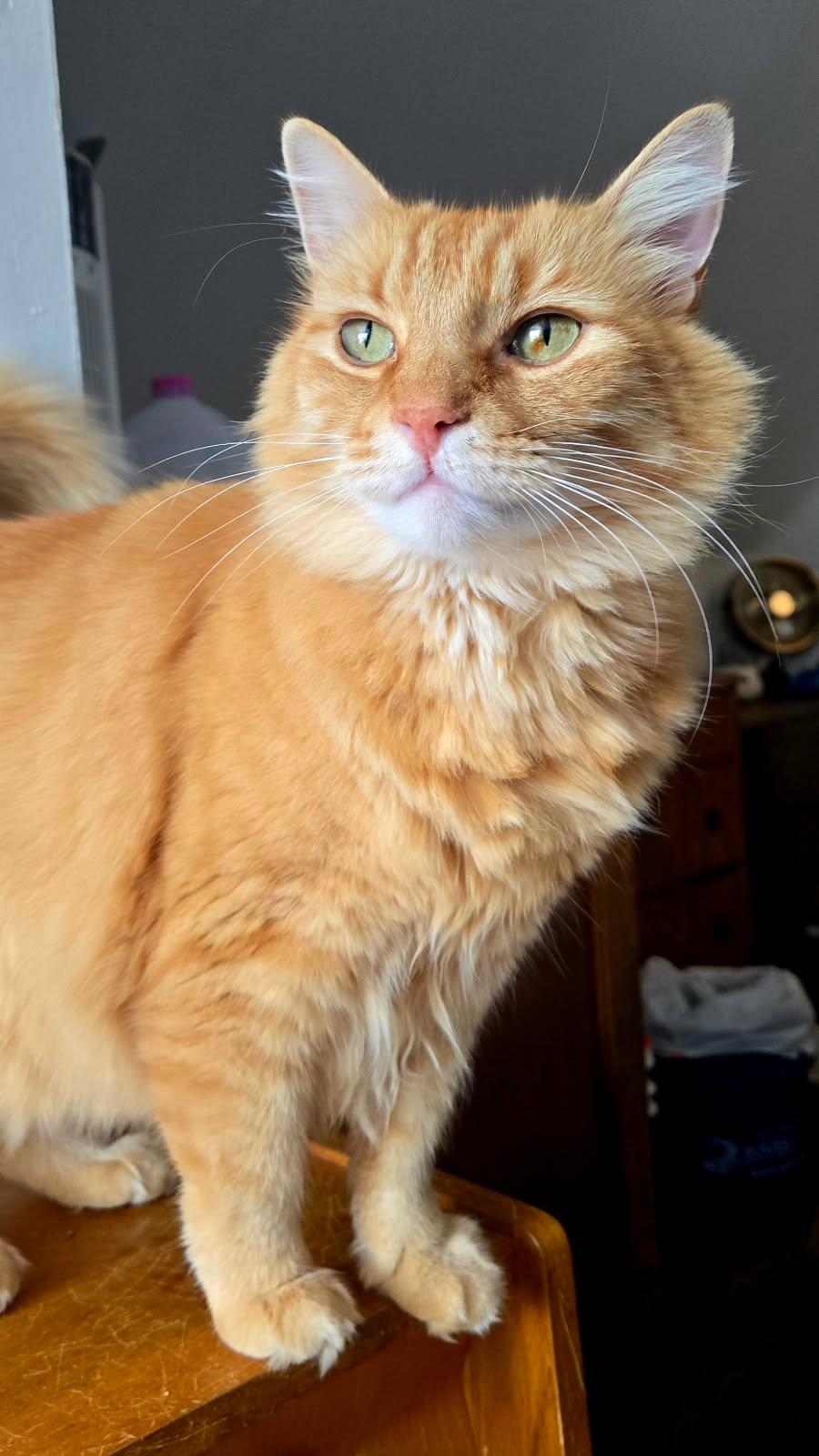 Cat for adoption - Floyd, a Domestic Long Hair in Chilliwack, BC ...