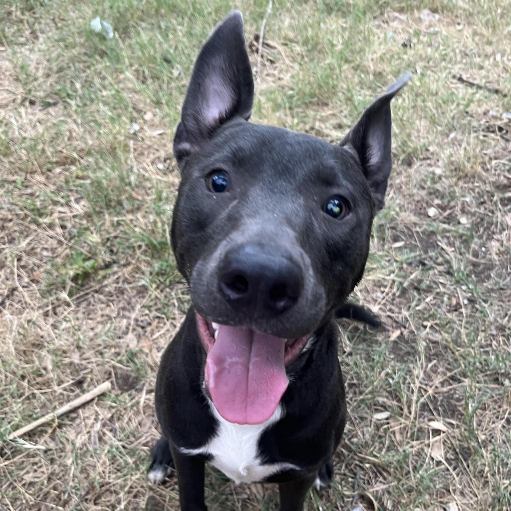 Dog for adoption - Bexar PD, a Pit Bull Terrier Mix in Hoffman Estates ...
