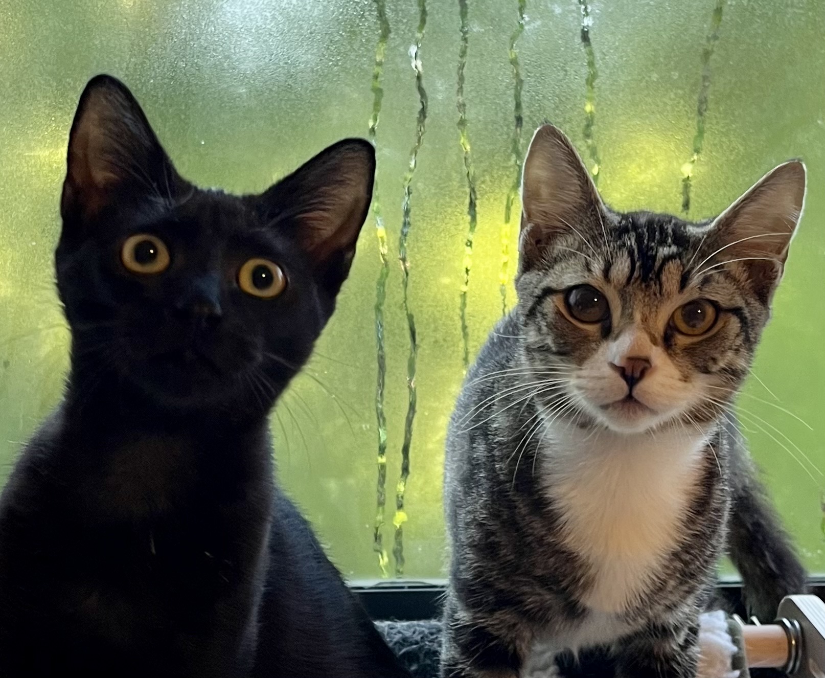 Cat for adoption - Duo and Opoly BONDED, a Domestic Short Hair & Bombay ...