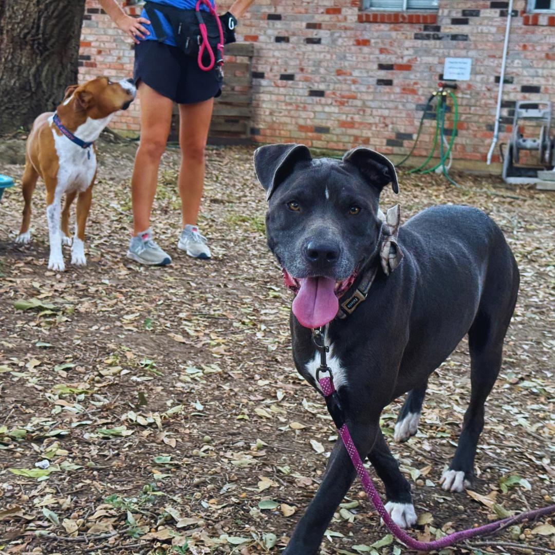 Dog for adoption - Silas O'Donnell, a Pit Bull Terrier & Blue Lacy Mix ...