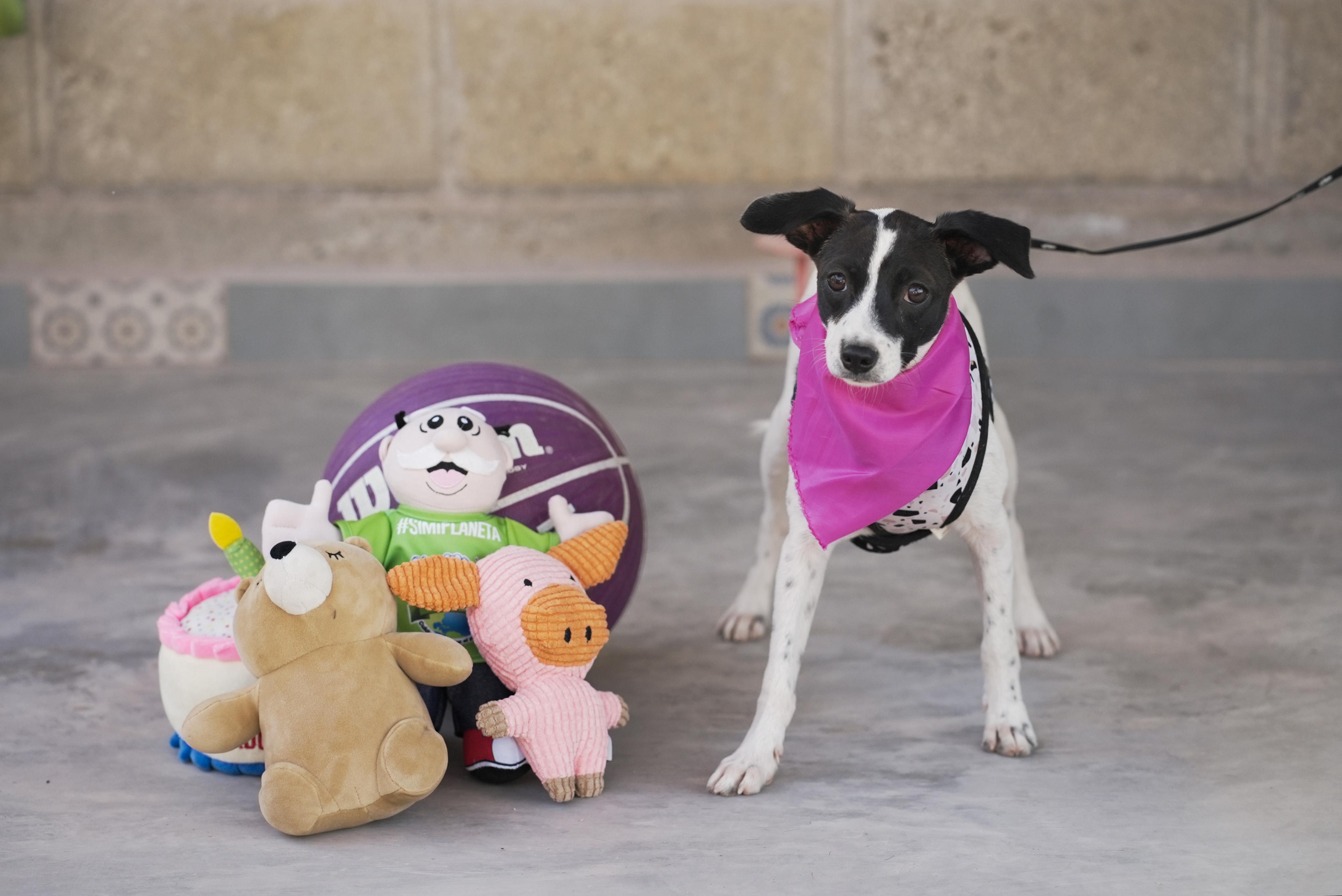 Dog for adoption - Rosa, a Pointer & Chihuahua Mix in Calgary, AB ...