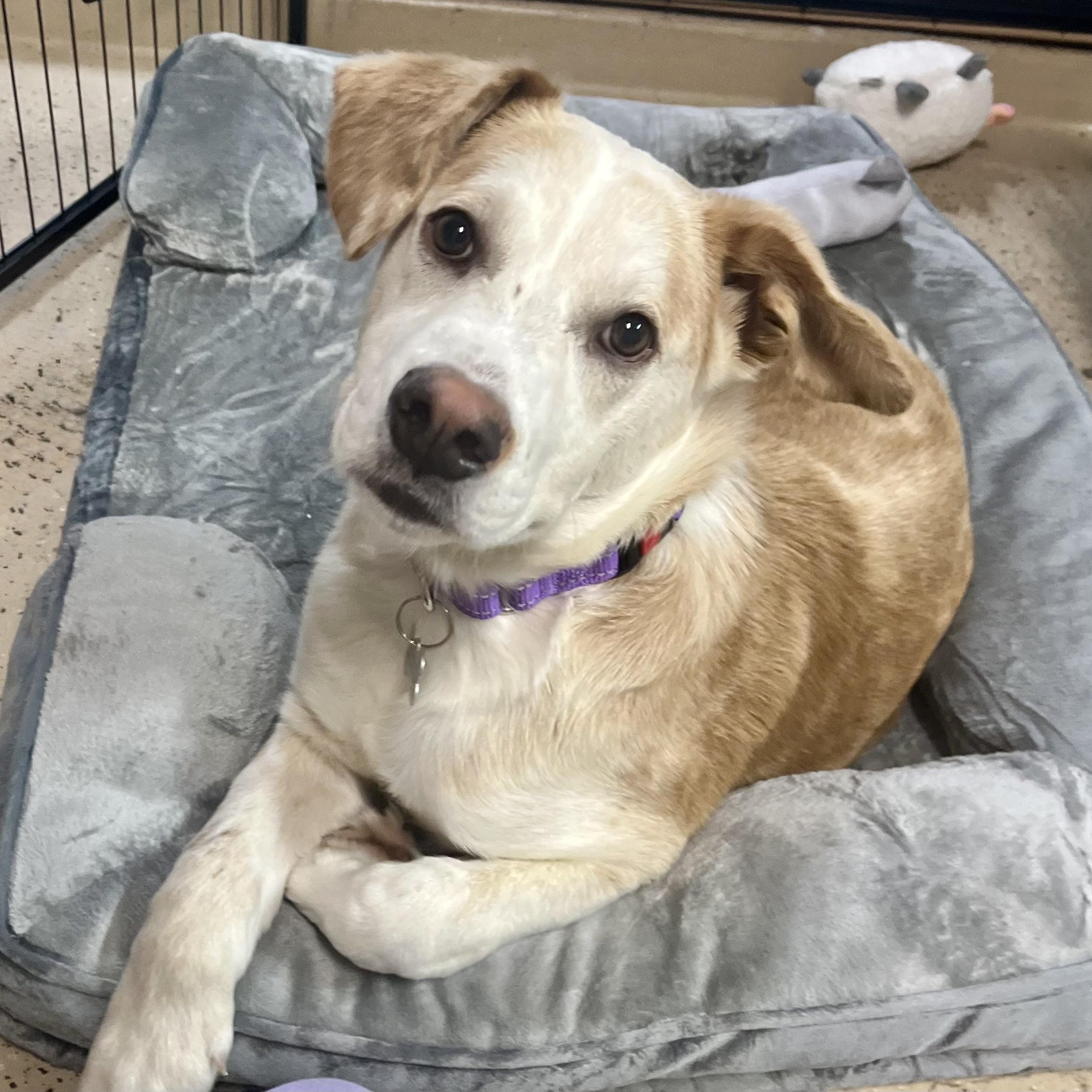 Dog for adoption - Colin, a Golden Retriever Mix in Rossford, OH ...