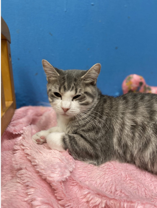 Cat for adoption - Nala, a Domestic Short Hair in Chicago, IL | Petfinder