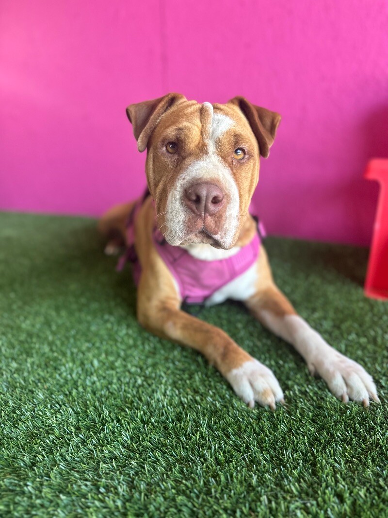 Dog for adoption - Nina, a Shar-Pei & Pit Bull Terrier Mix in ...