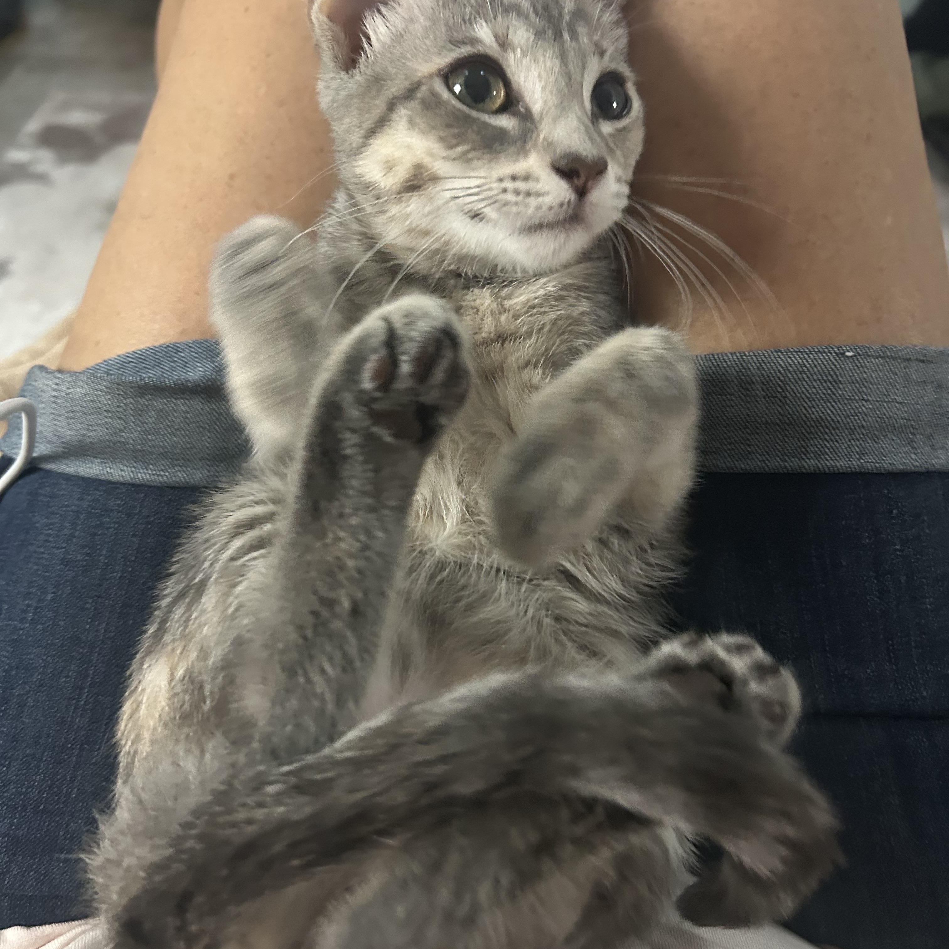 Cat for adoption - Tiger lily ( purring machine), a Domestic Short Hair ...