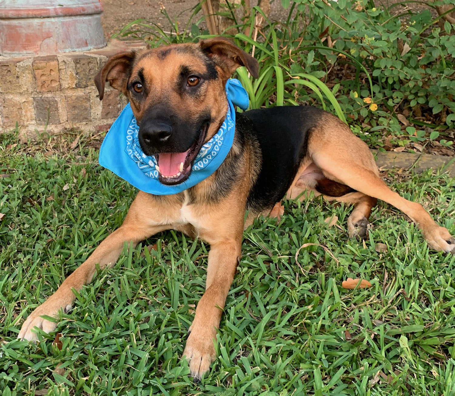 Dog for adoption - RAZ- great family dog!, a Shepherd Mix in Groton, CT ...