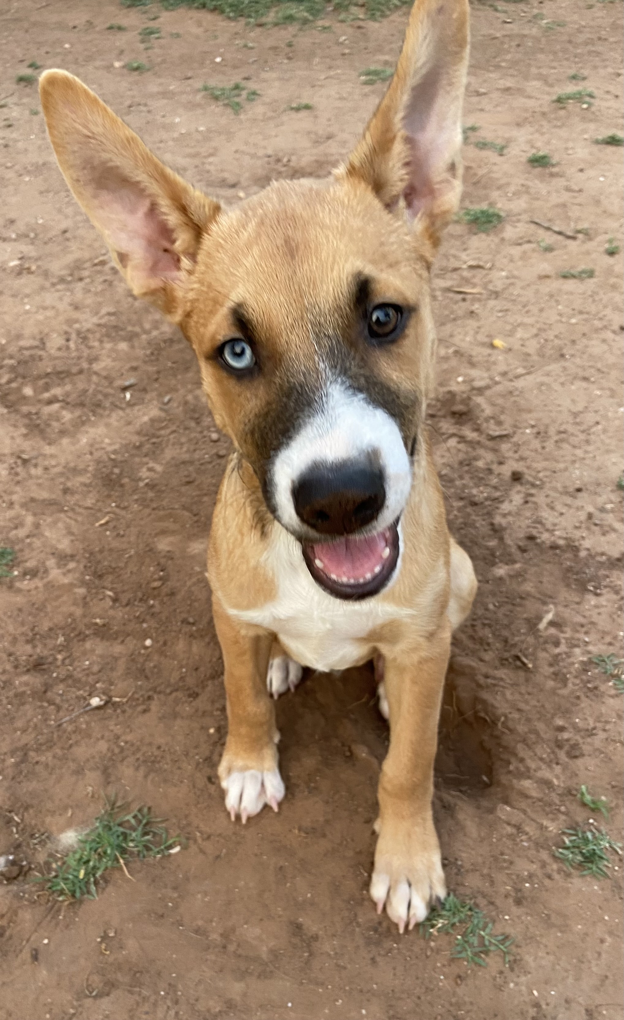 Dog for adoption - Benny, a Shepherd Mix in Milwaukee, WI | Petfinder
