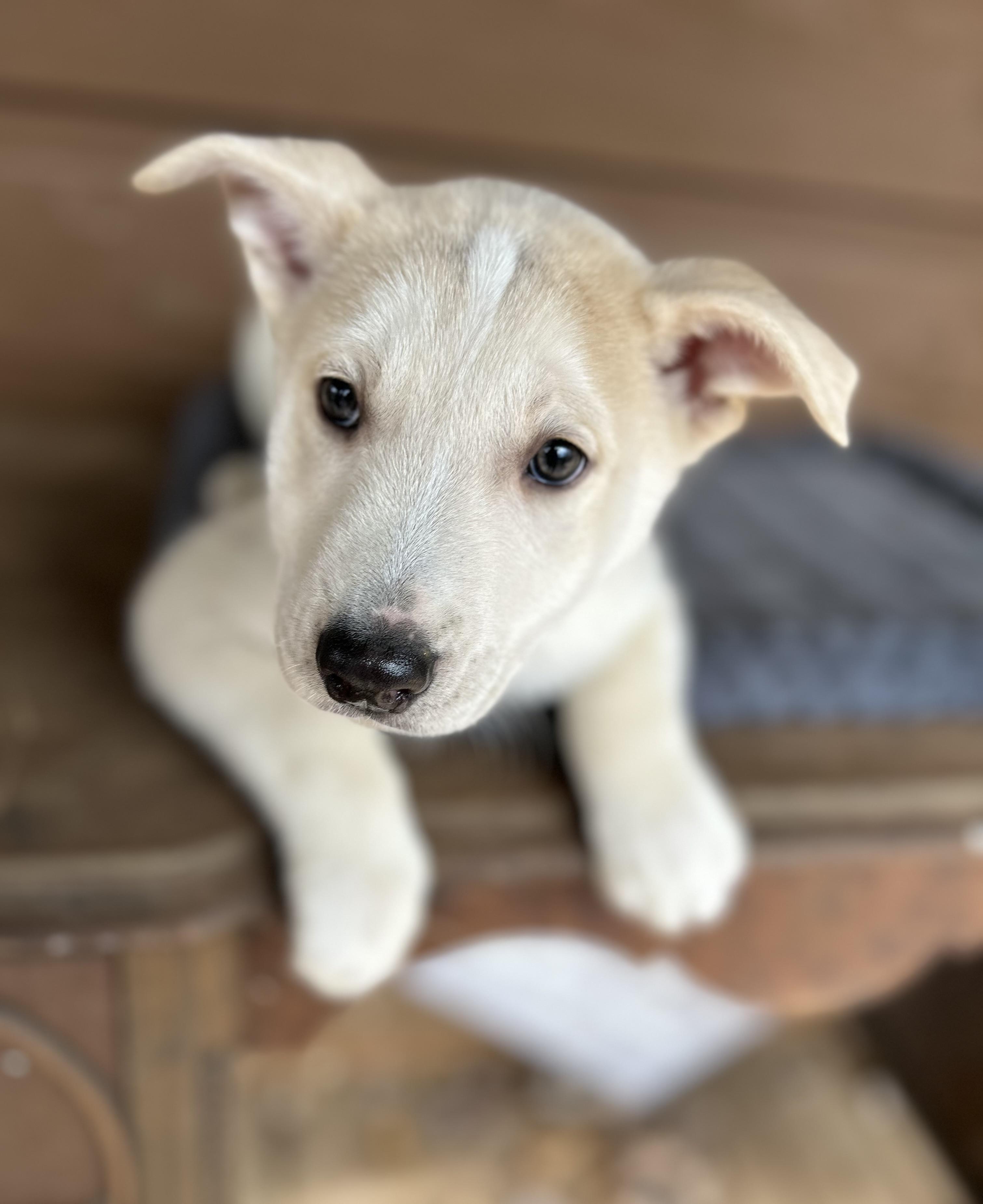 Dog for adoption - Brayden, a Husky & Shepherd Mix in Kannapolis, NC ...