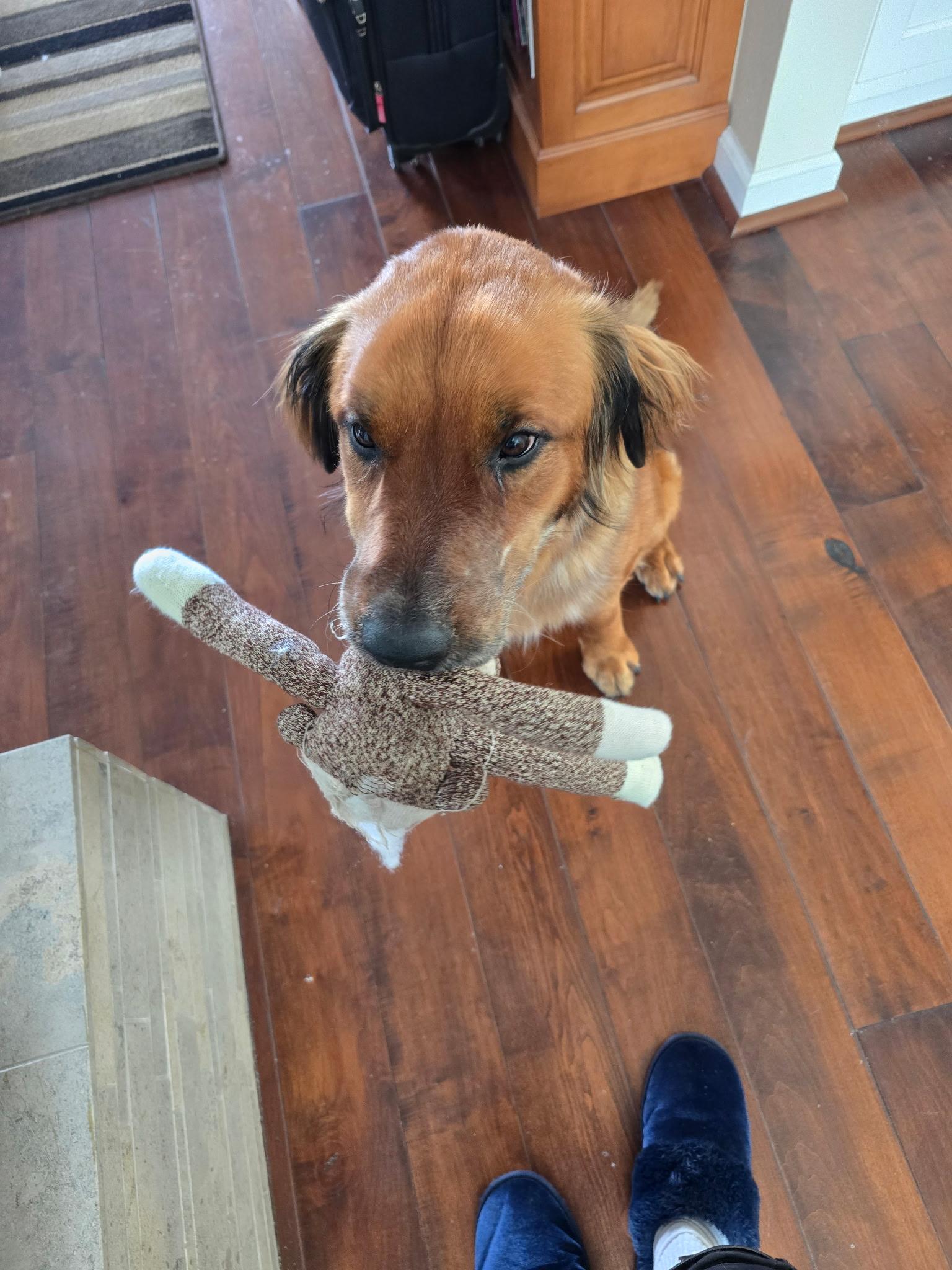 Dog for adoption - Rusty (aka Jackson), a Retriever & Labrador ...