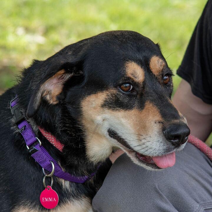 Dog for adoption - Emma, a Labrador Retriever & German Shepherd Dog Mix ...