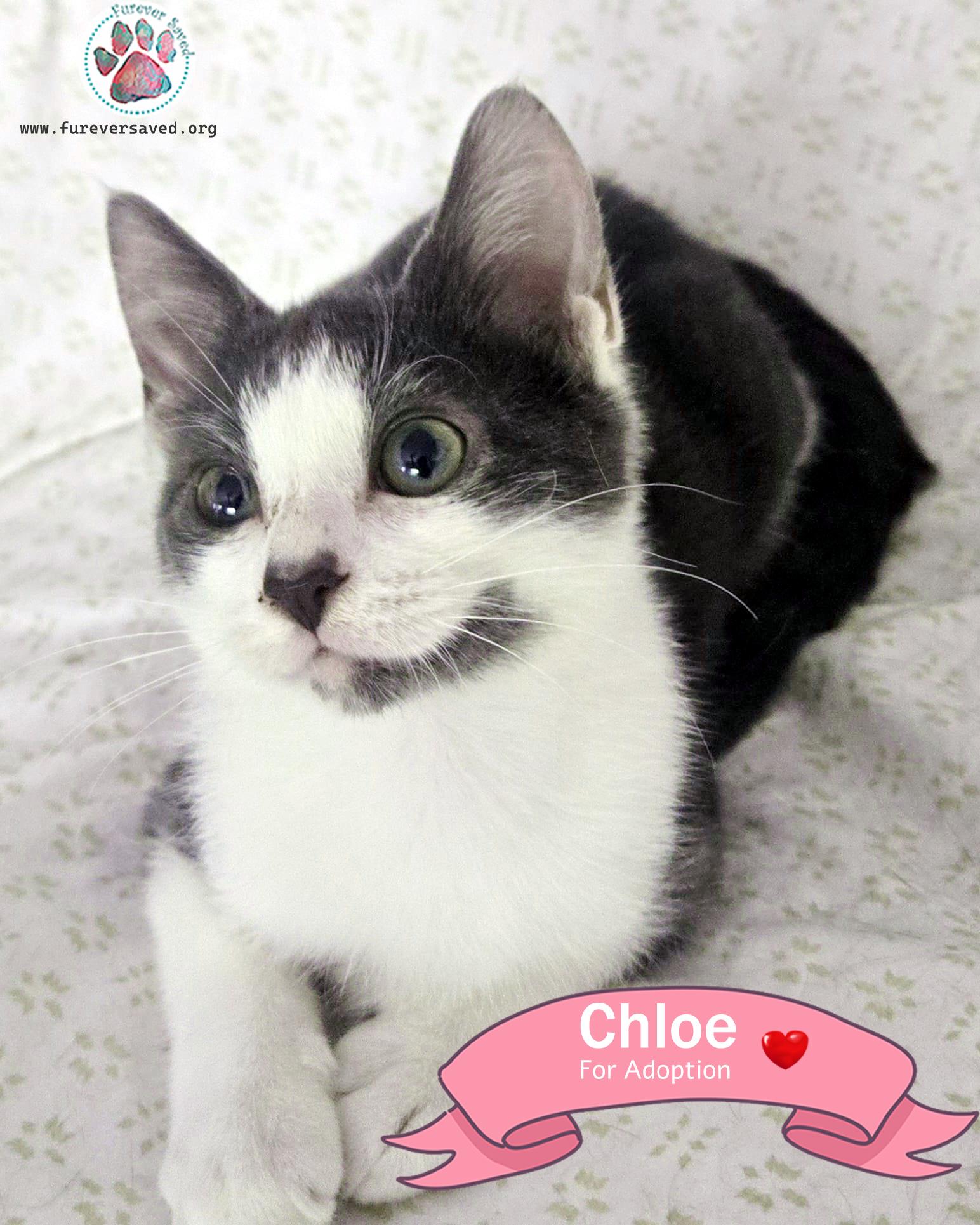 Cat for adoption - Chloe, a Domestic Short Hair in Nashua, NH | Petfinder