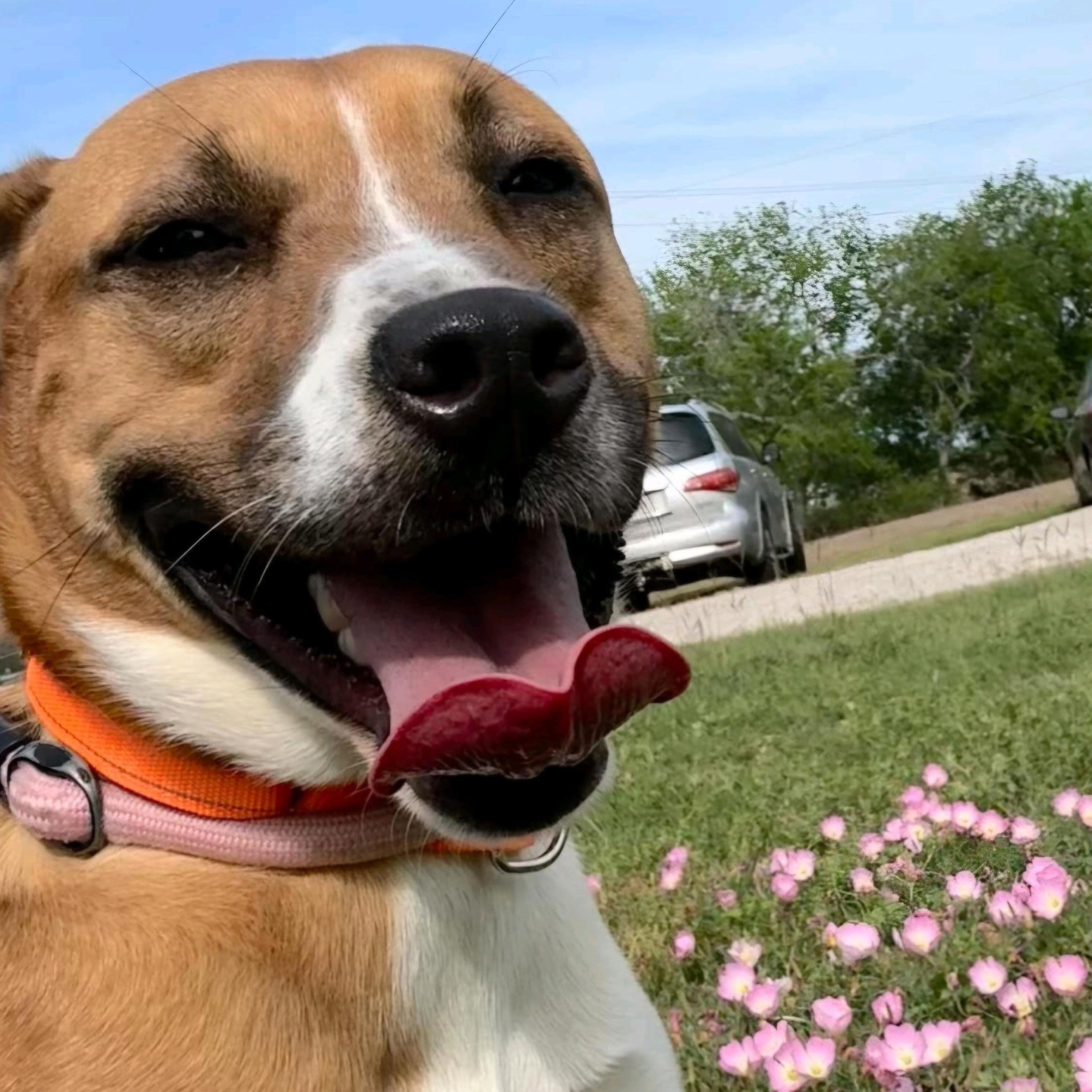 Dog for adoption - Sissy, a Boxer Mix in Portland, OR | Petfinder