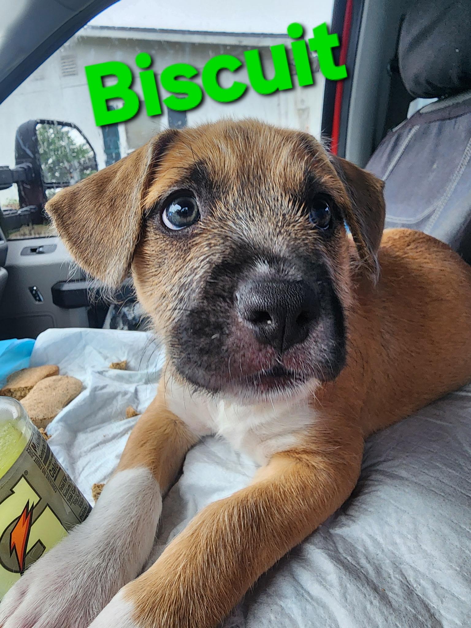 Dog for adoption - Biscuit, a Black Mouth Cur & Terrier Mix in ...