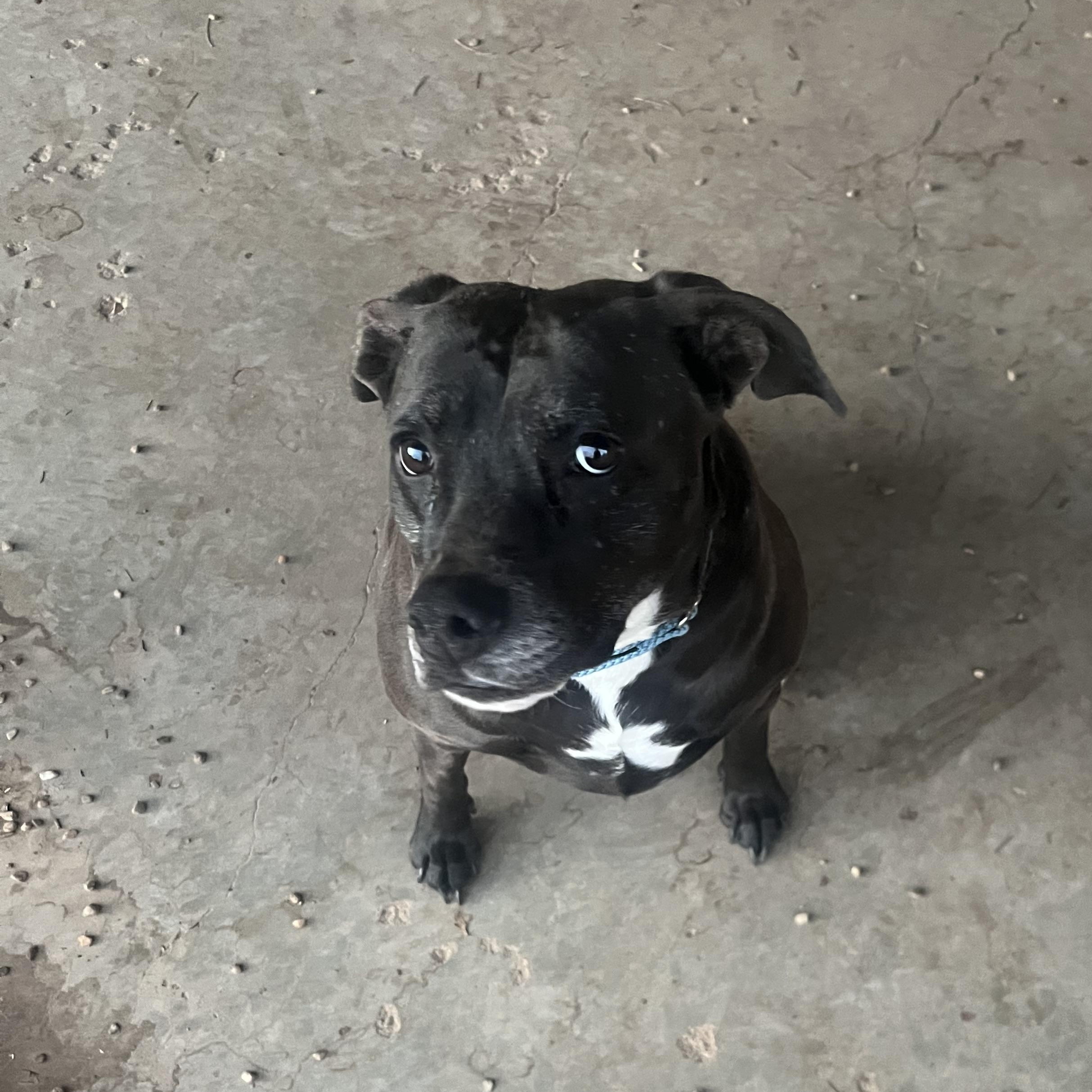 Dog for adoption - Minnie, a Pit Bull Terrier Mix in St Louis, MO ...