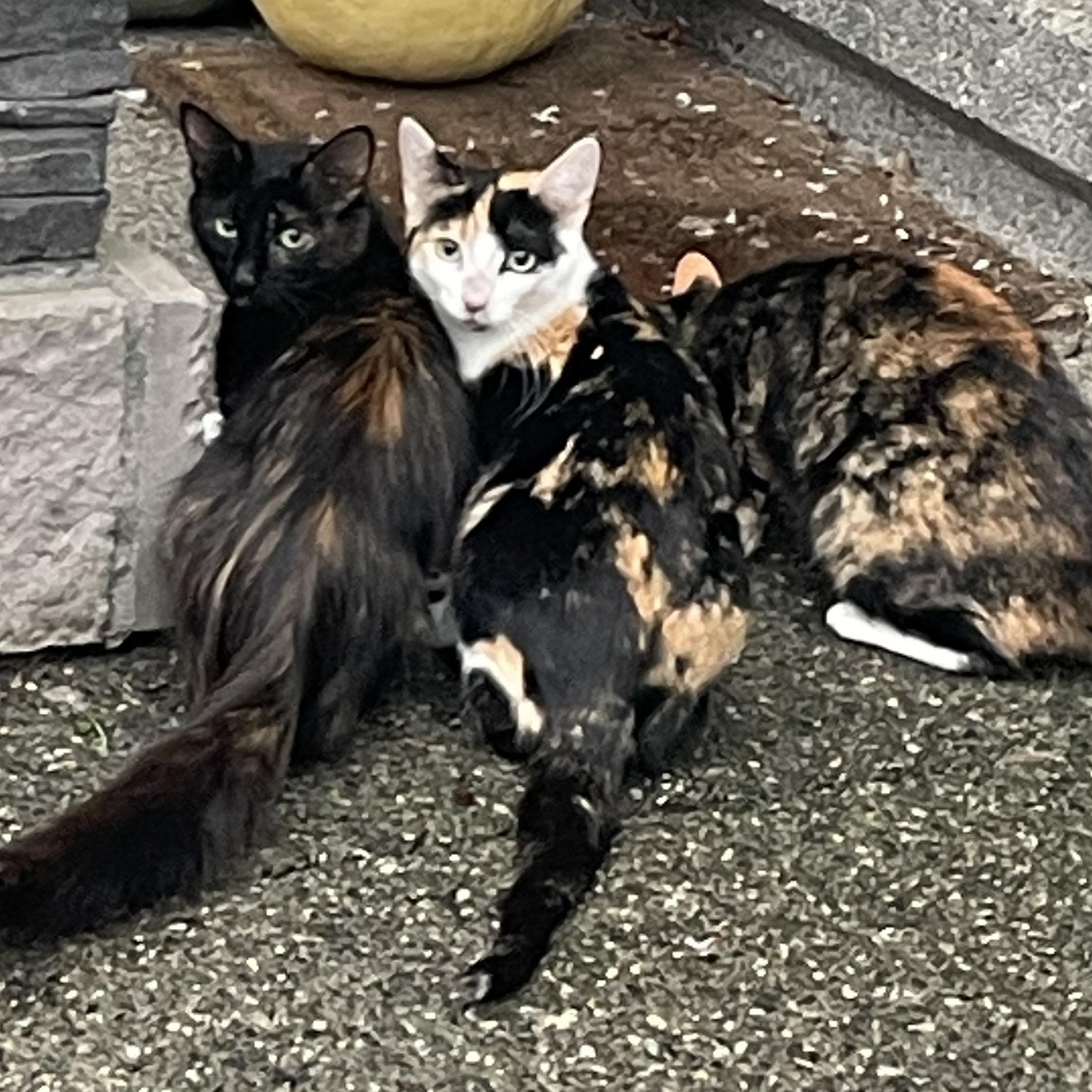 Gooseberry, Gingersnap, & Glimmer - please give them a home ...