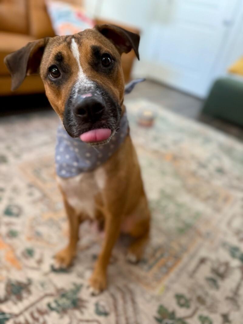 Dog for adoption - Kylie Kiddle Loving Family Bestie, a Labrador ...