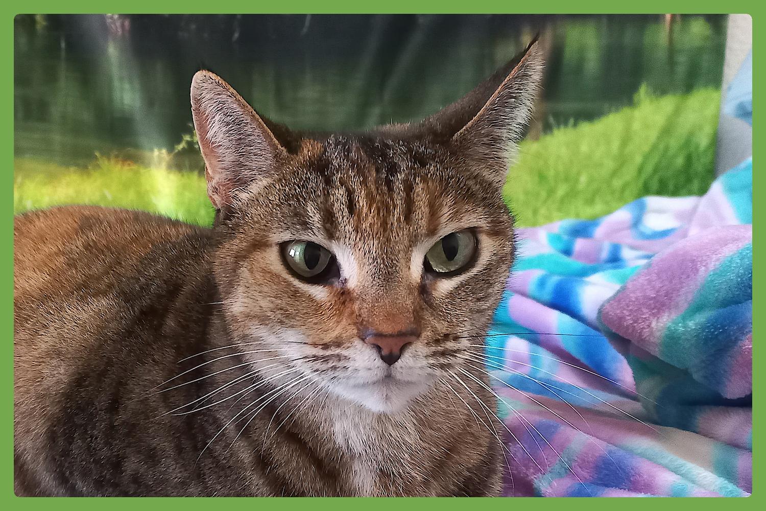 Cat for adoption - Donut (bonded to Fluffy), a Domestic Short Hair in ...