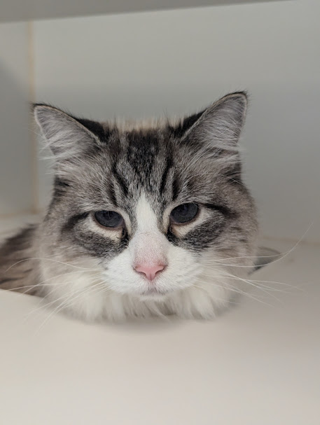 ADOPT - Whatcom Humane Society