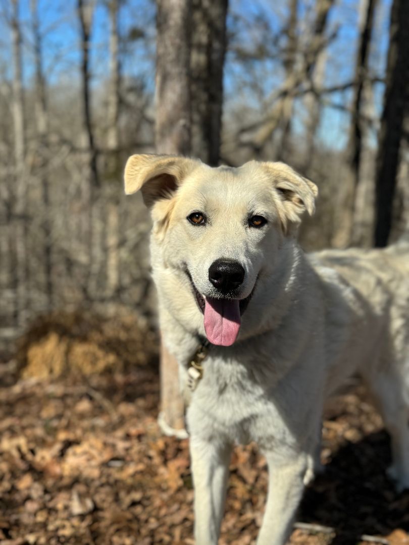 Dog for adoption - Zeus - Transport, a Great Pyrenees & Husky Mix in ...