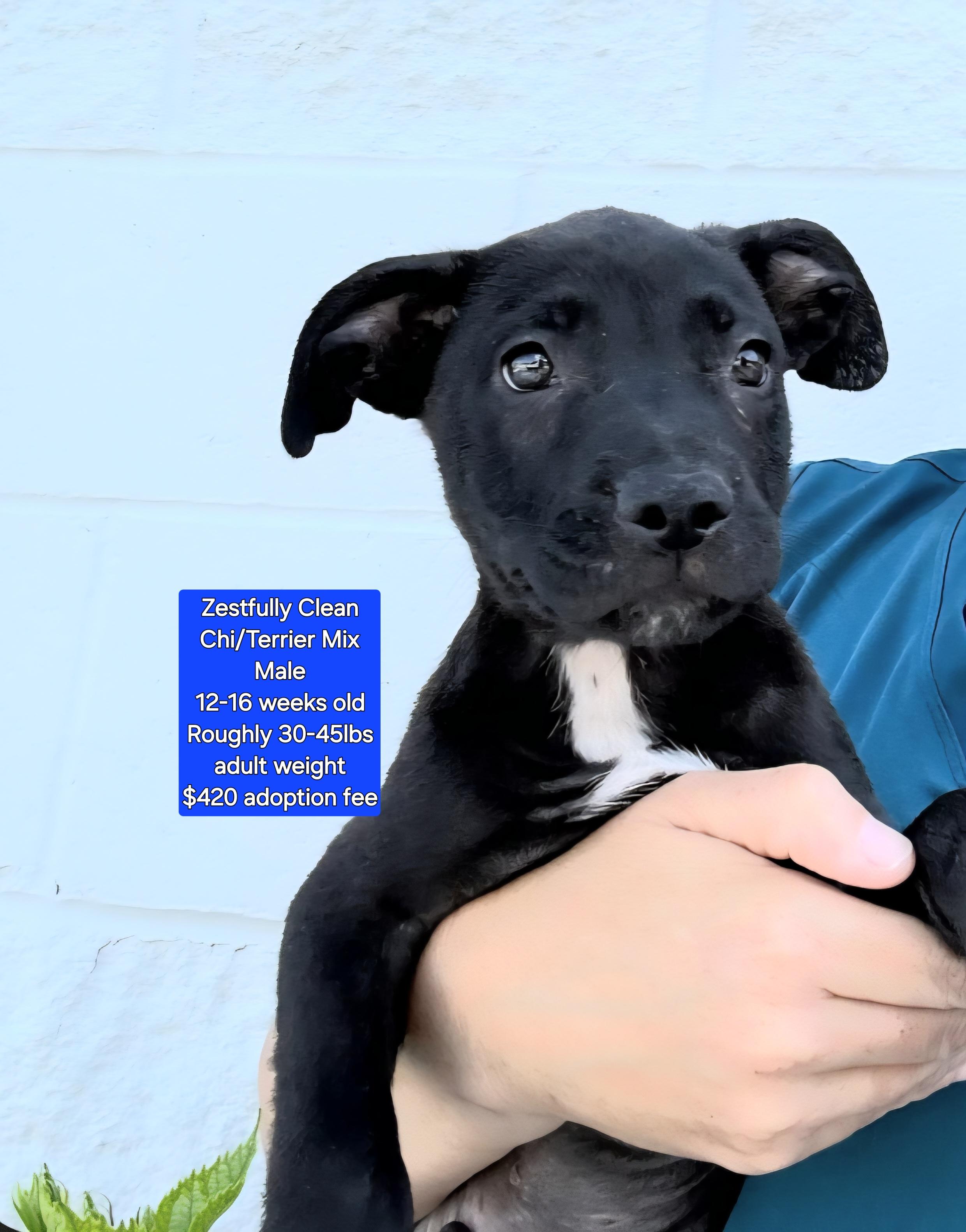 Dog for adoption - Zestfully Clean, a Chihuahua & Terrier Mix in Oviedo ...