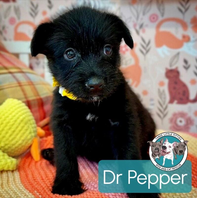 Dog for adoption - Dr Pepper Soda, a Labrador Retriever & Chihuahua Mix ...