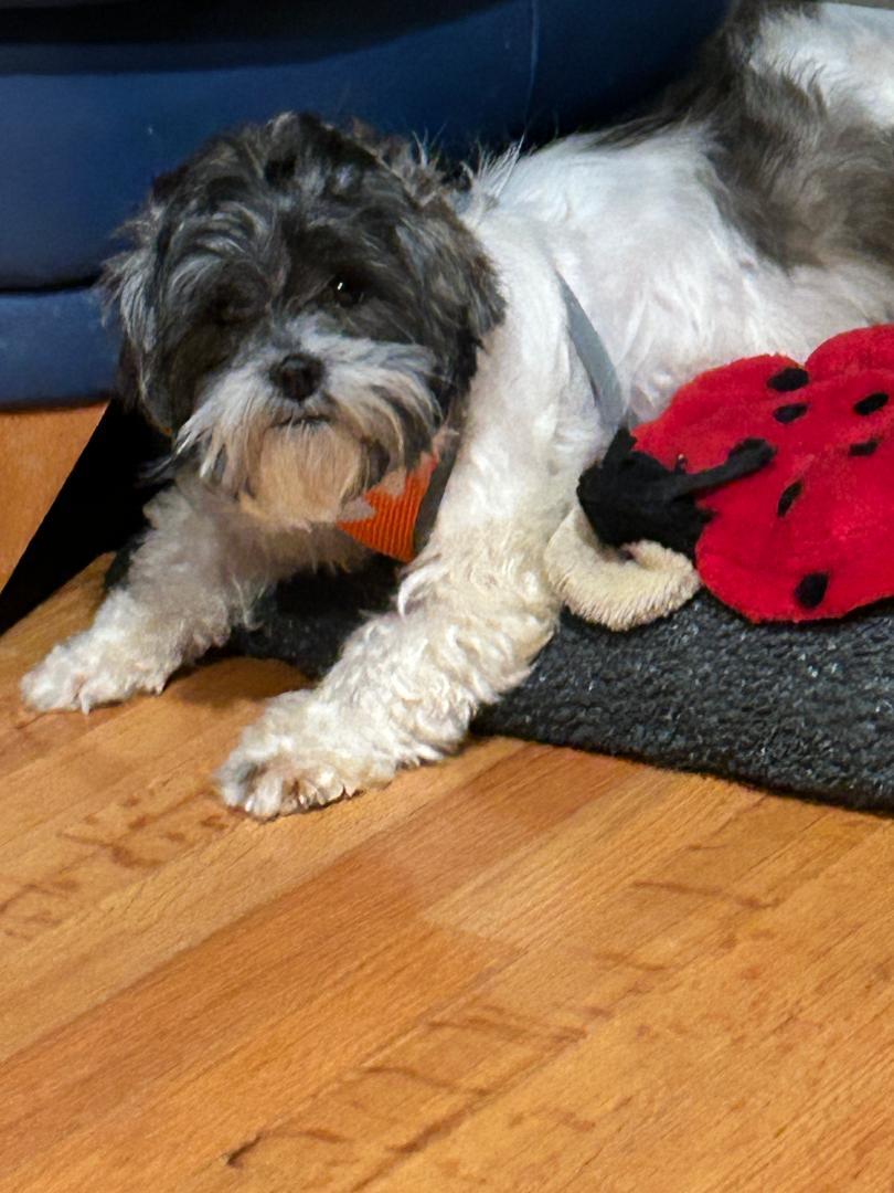 SEFFY in RHODE ISLAND - Adoptable Pet | Petfinder | Petfinder