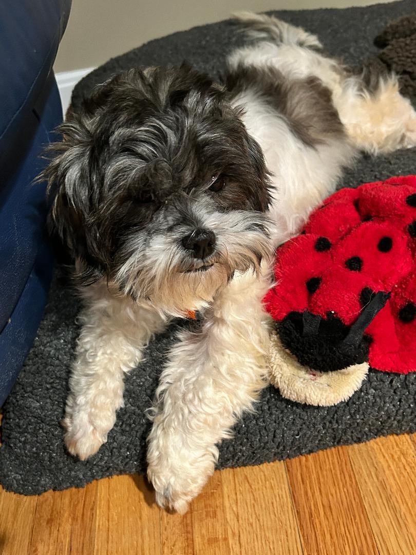 SEFFY in RHODE ISLAND - Adoptable Pet | Petfinder | Petfinder