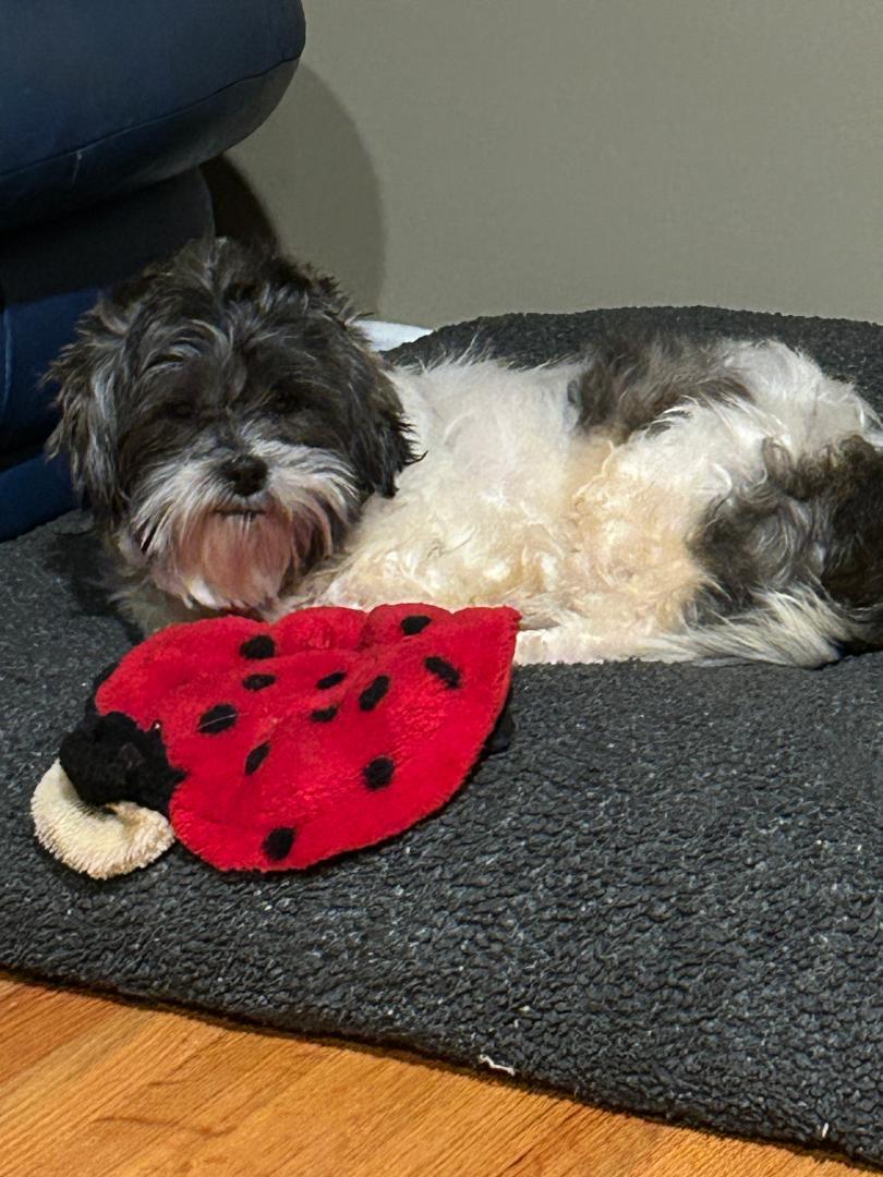 SEFFY in RHODE ISLAND - Adoptable Pet | Petfinder | Petfinder