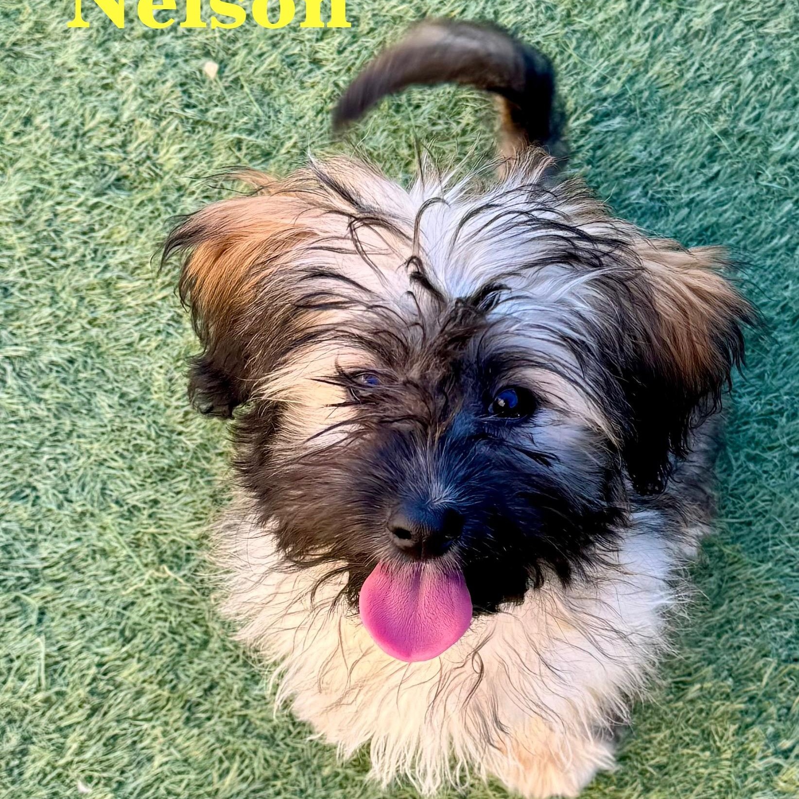 Dog for adoption - Nelson, a Lhasa Apso & Havanese Mix in Dayton, OH ...