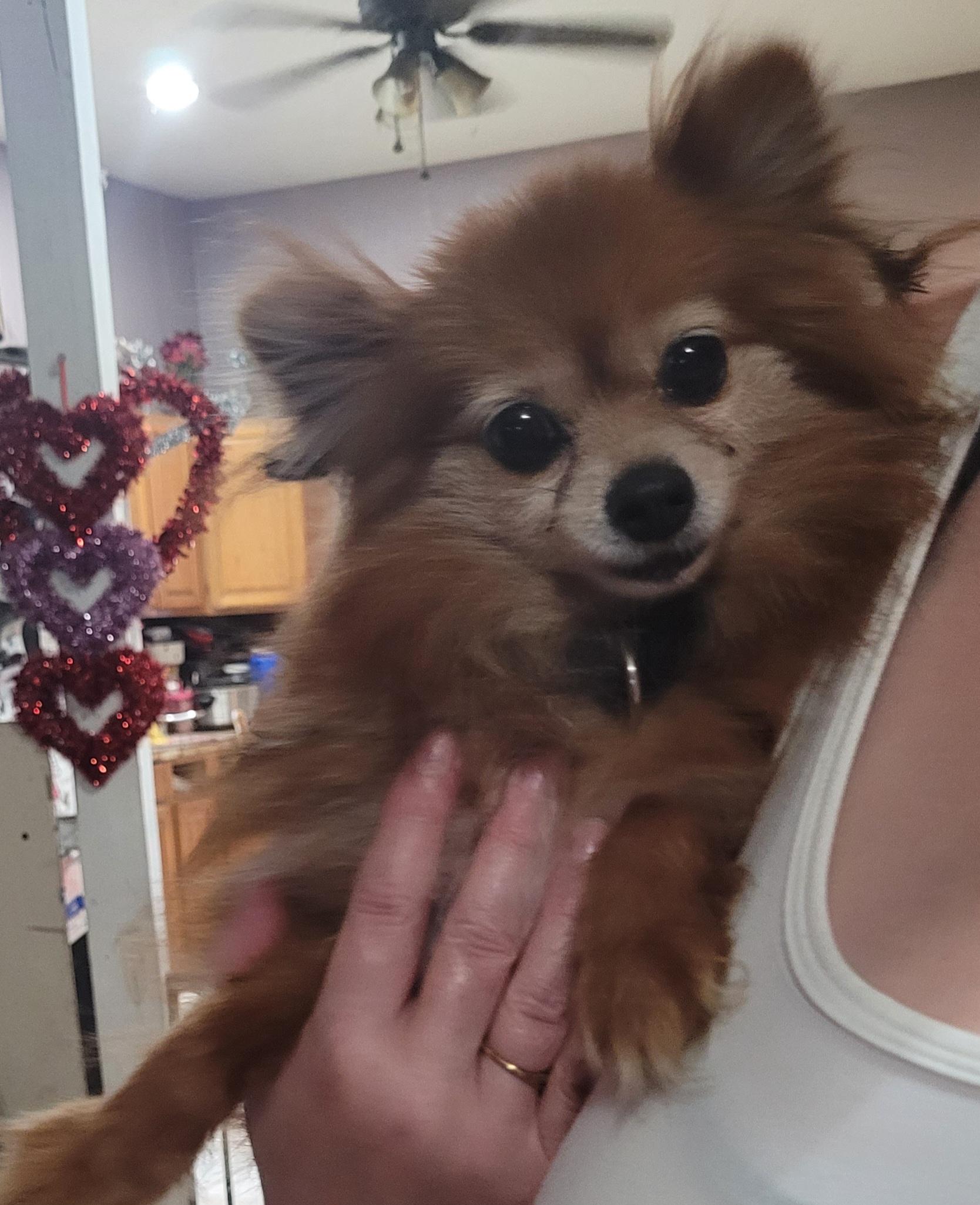 Dog for adoption - Honey, a Pomeranian in Chiefland, FL | Petfinder