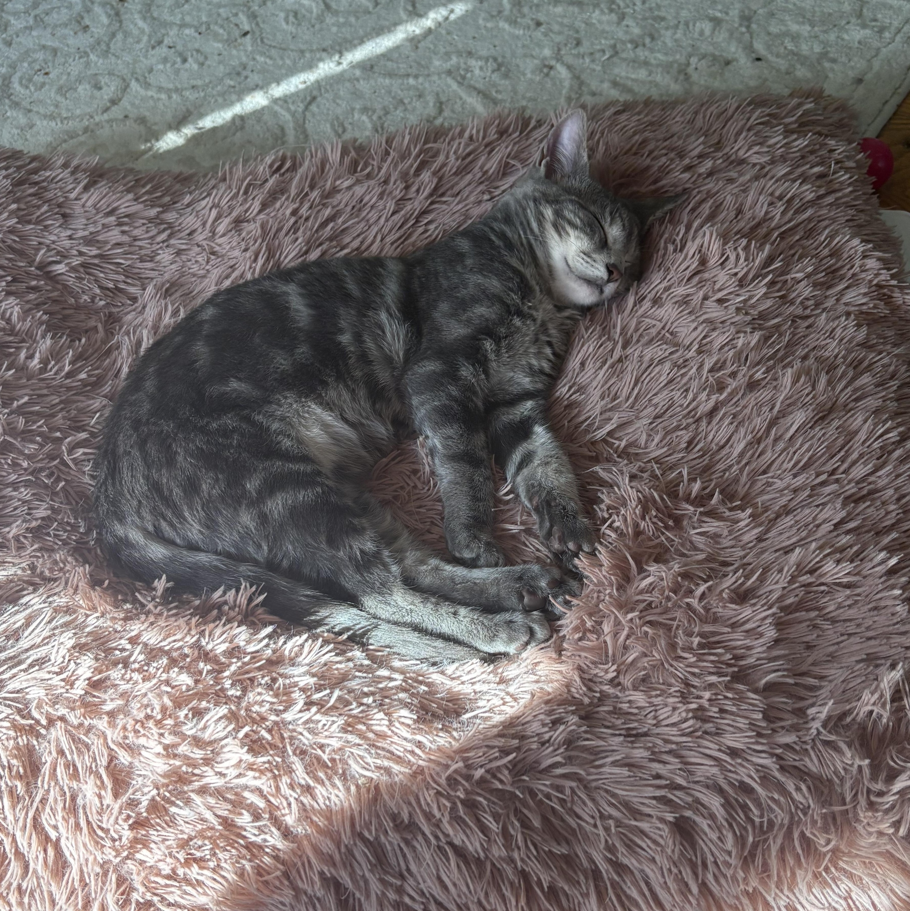 Cat for adoption - Oliver & Cooper, a Domestic Short Hair in Thomaston, CT | Petfinder