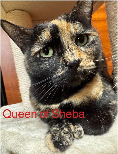 Cat for adoption - Queen of Sheba, an Extra-Toes Cat / Hemingway ...