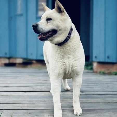 Dog for adoption - Nakita, an Akita in Springfield, OR | Petfinder