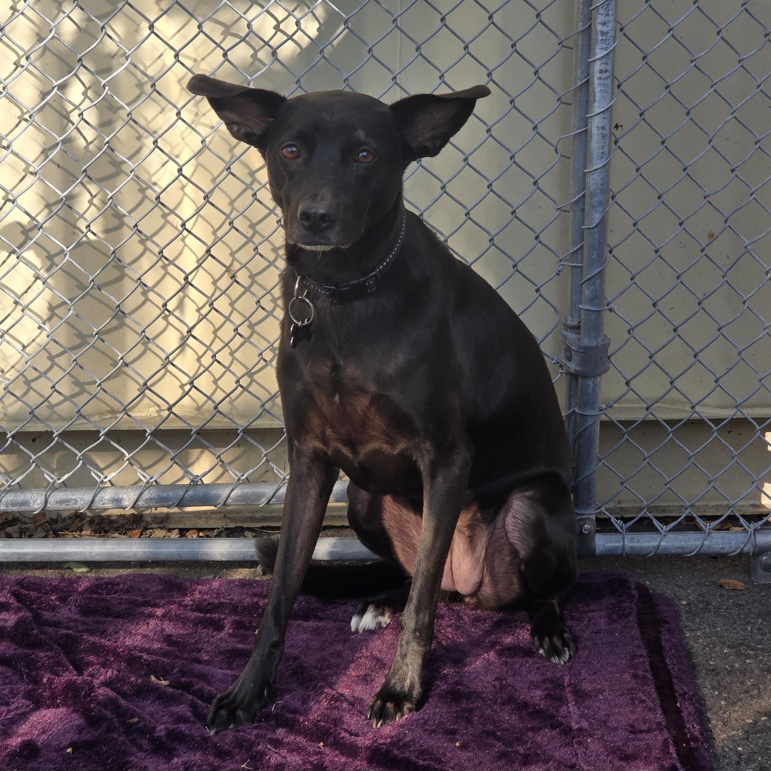 Dog for adoption - Bianca, a German Shepherd Dog & Pit Bull Terrier Mix ...