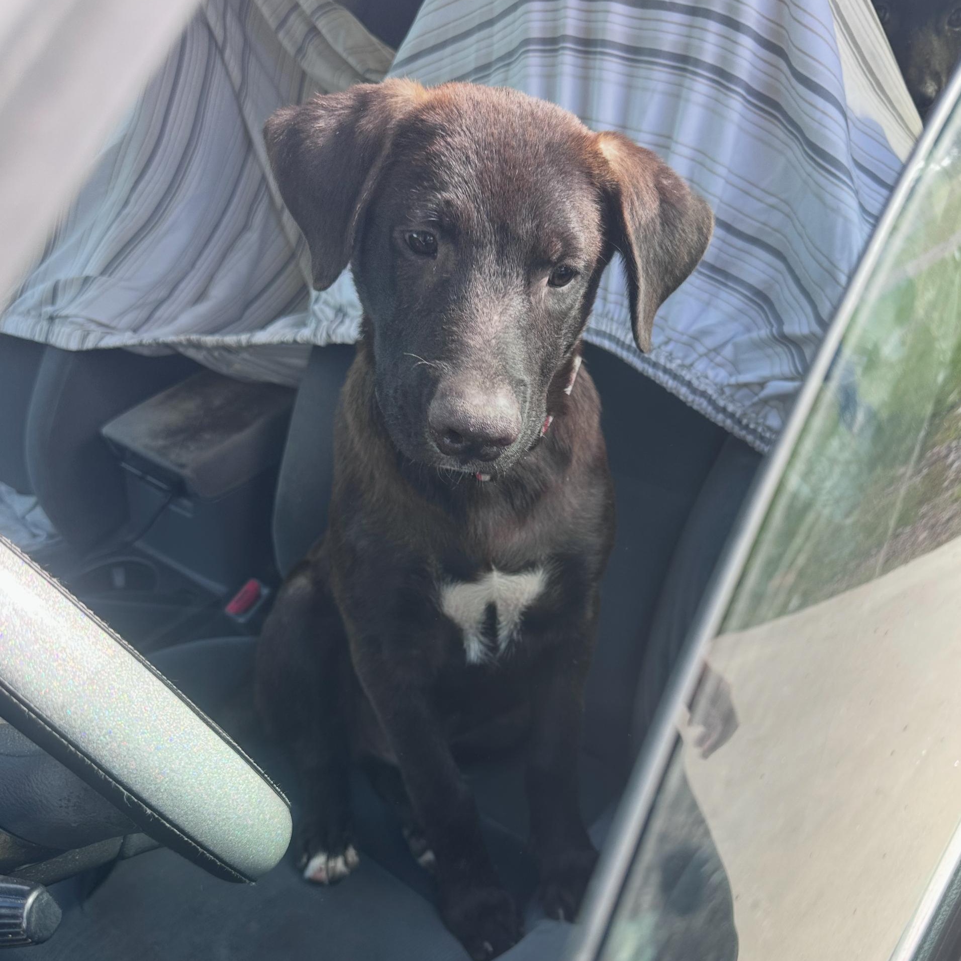 Dog for adoption - Jax, a Labrador Retriever & Shepherd Mix in Union ...