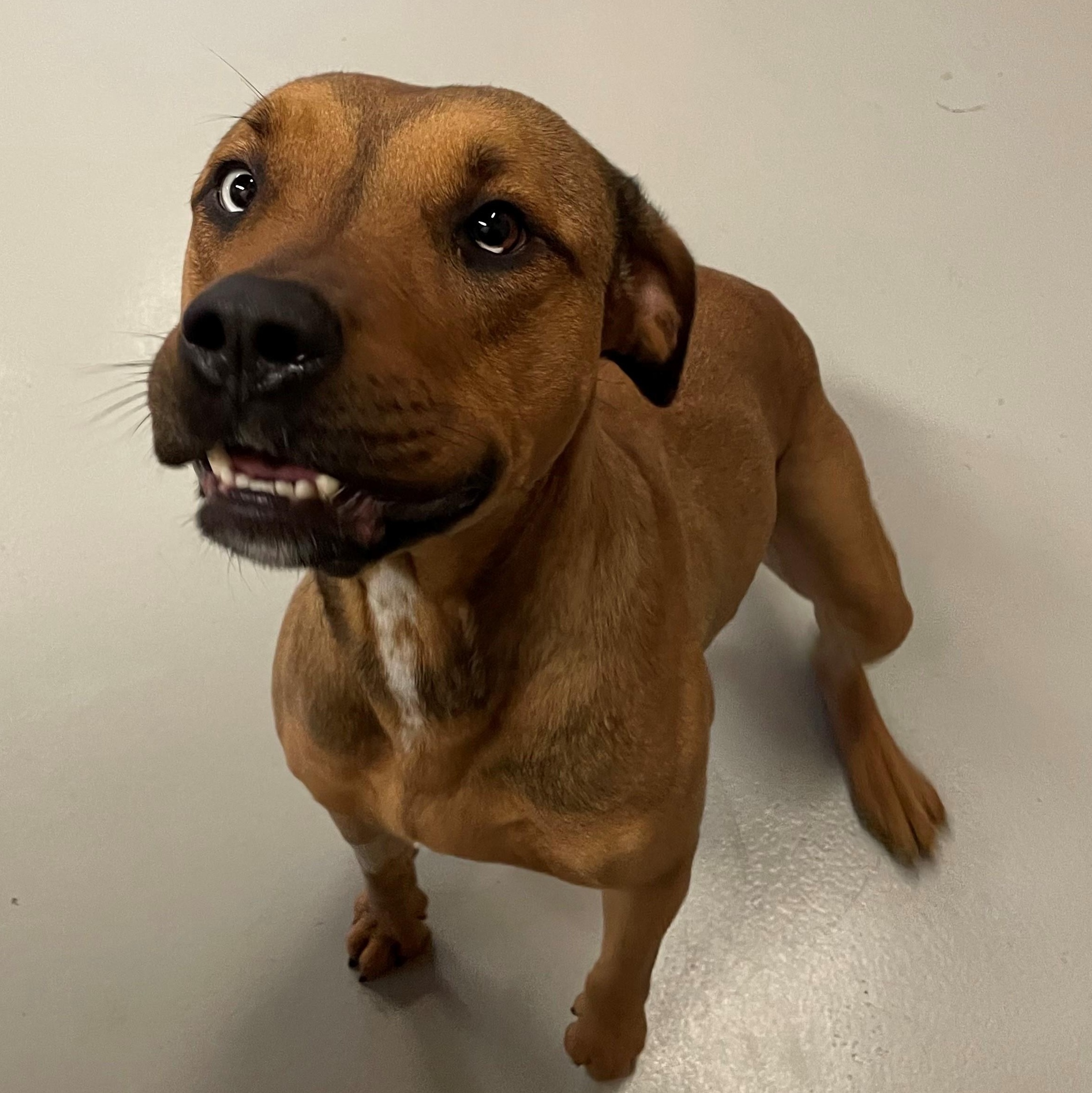 Dog for adoption - Dolly DS-201/25, a Rhodesian Ridgeback Mix in ...
