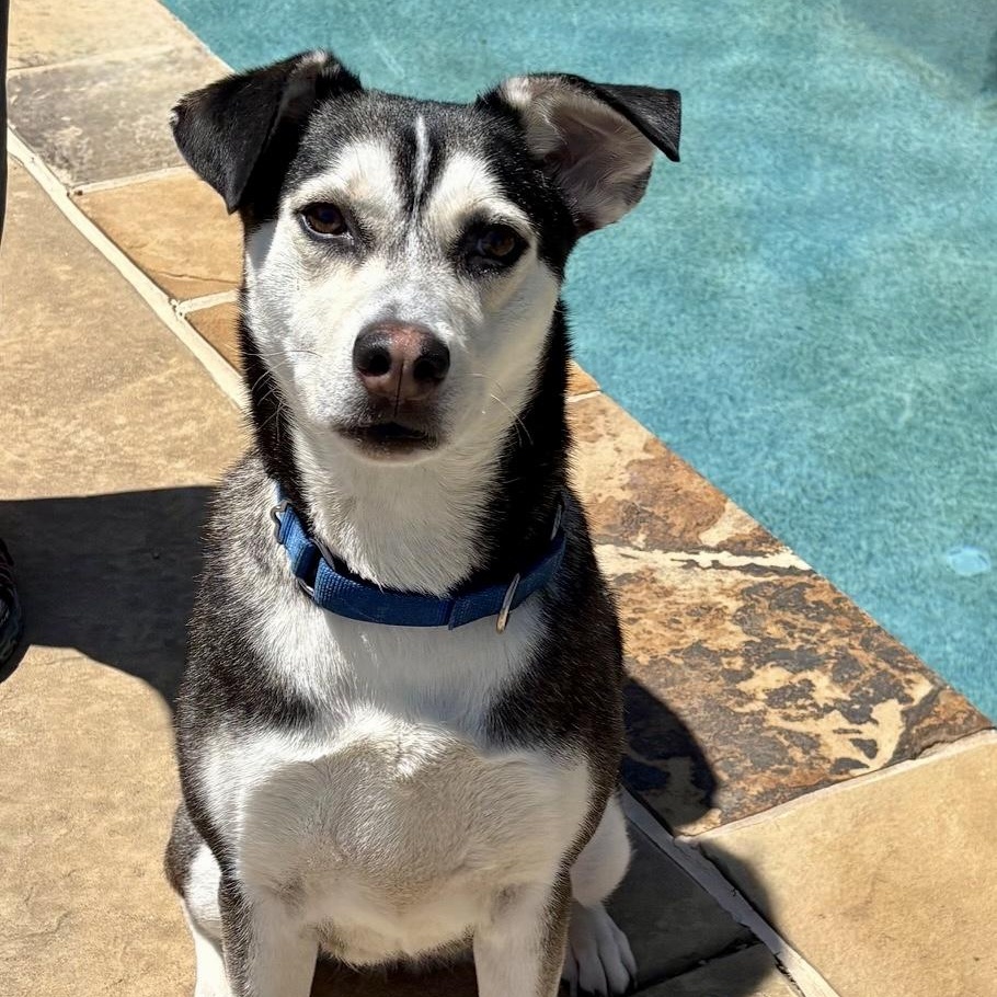 Dog for adoption - Bebe, a Siberian Husky Mix in East Syracuse, NY ...