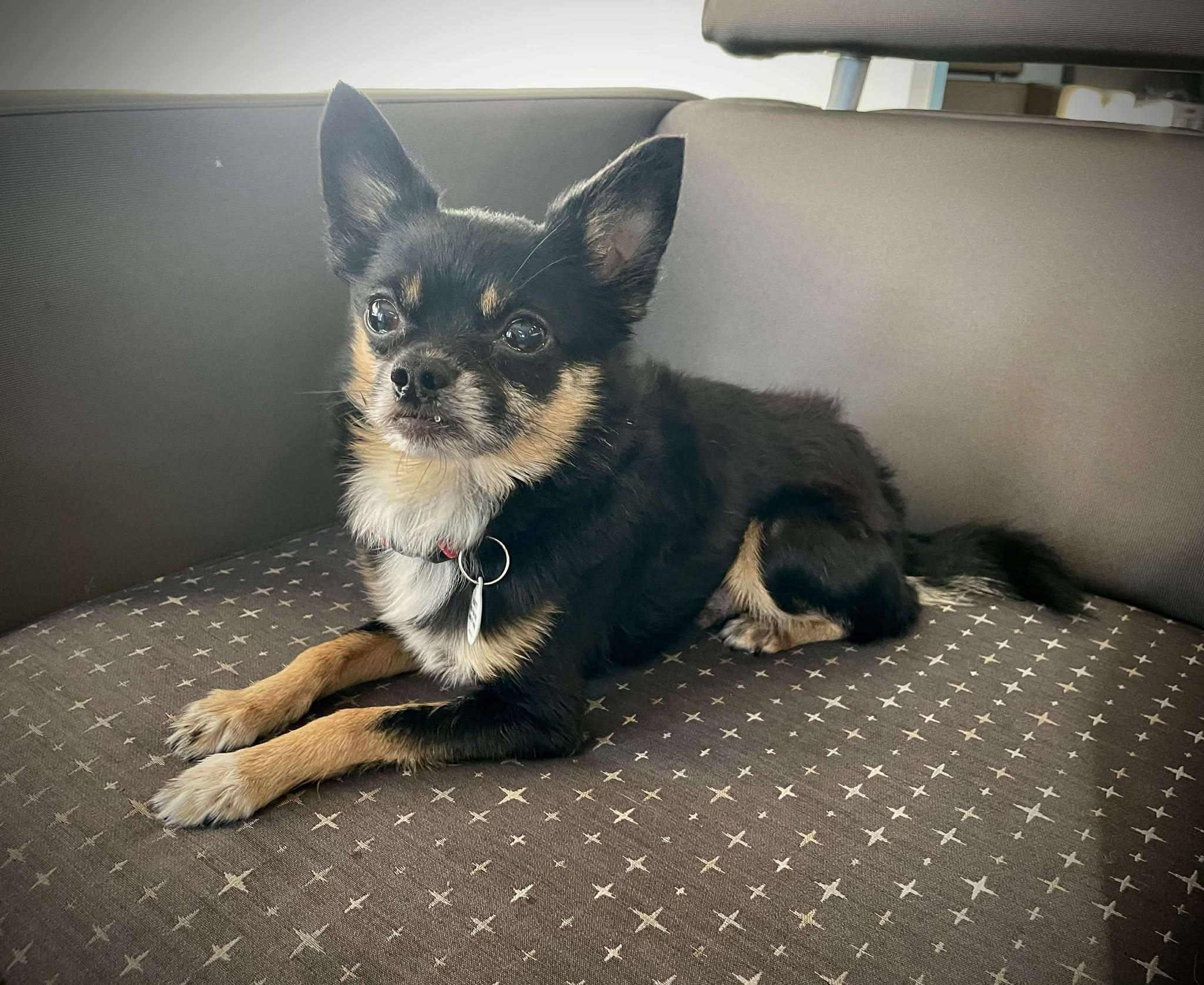 Dog for adoption - Spunky, a Chihuahua in Phoenix, AZ | Petfinder