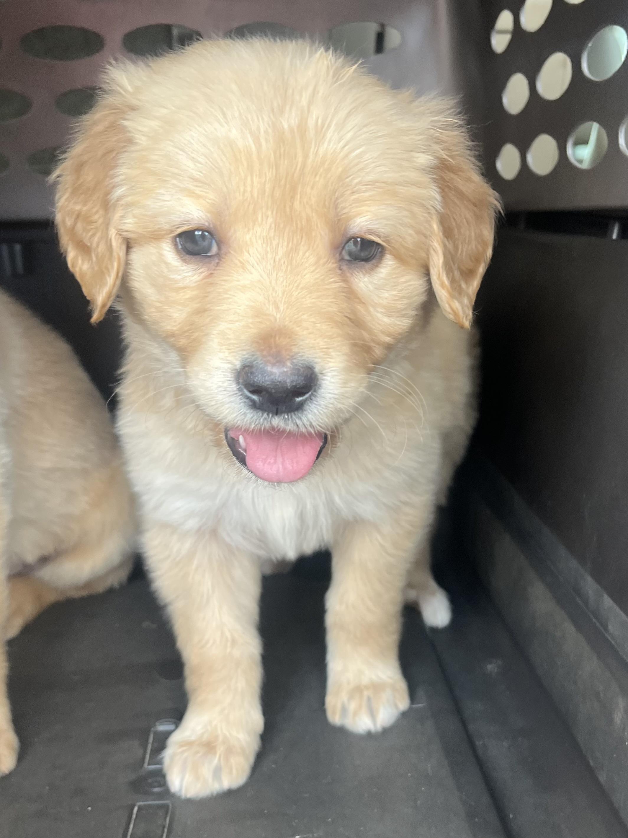 Dog for adoption - Grace, a Golden Retriever Mix in Fayetteville , NC ...